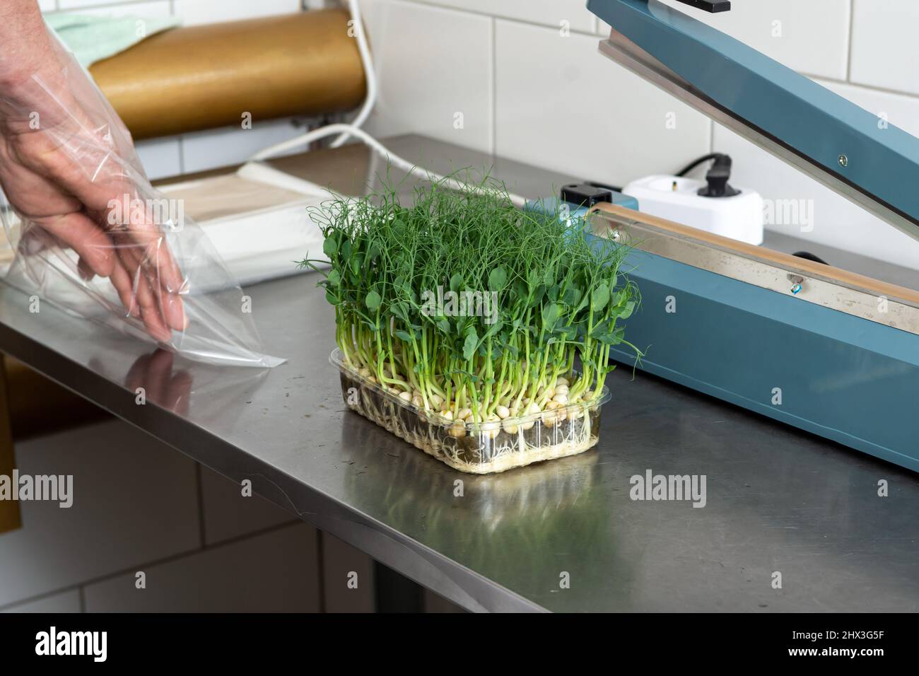 Packaging of the harvest of micro-green peas for sale in the ...
