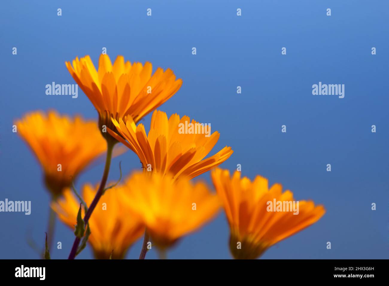 Close up of wild marigold Calendula officinalis.Wild marigold flowers ...