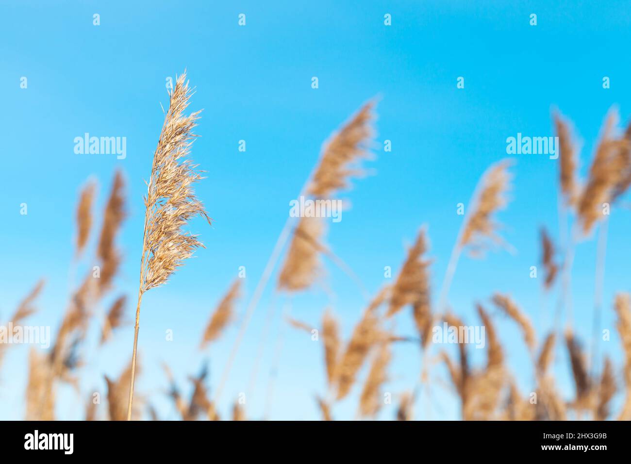 Dry coastal reed under blue sky on a sunny winter day, natural photo ...