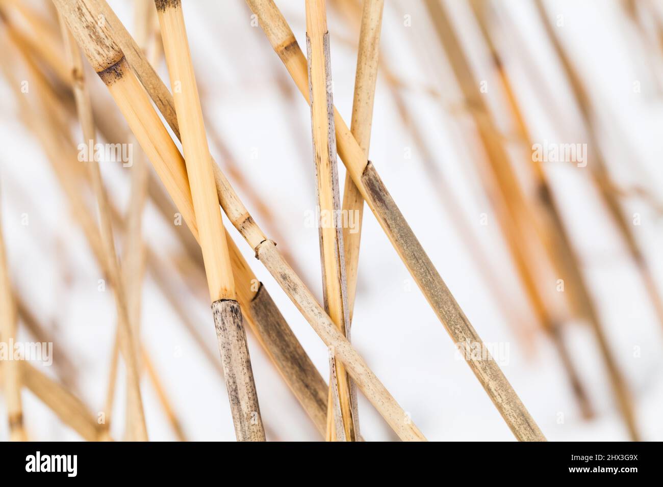 Dry stems of coastal reed, abstract natural background photo Stock ...