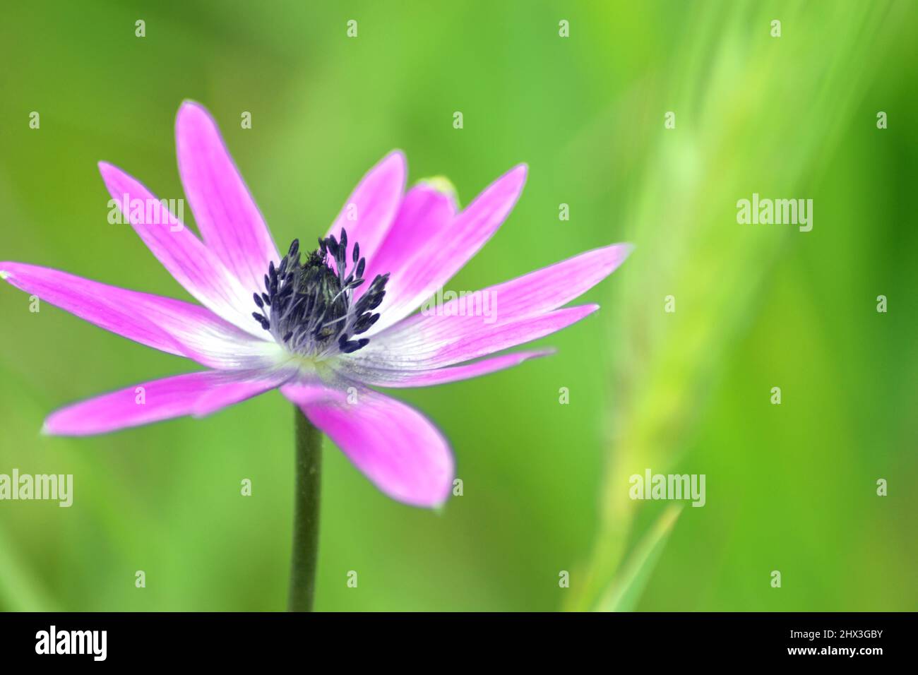 Pizza anemone hi-res stock photography and images - Alamy