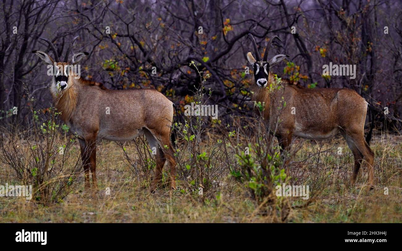 African Antelope are the prey animals for the big cats of the plains ...