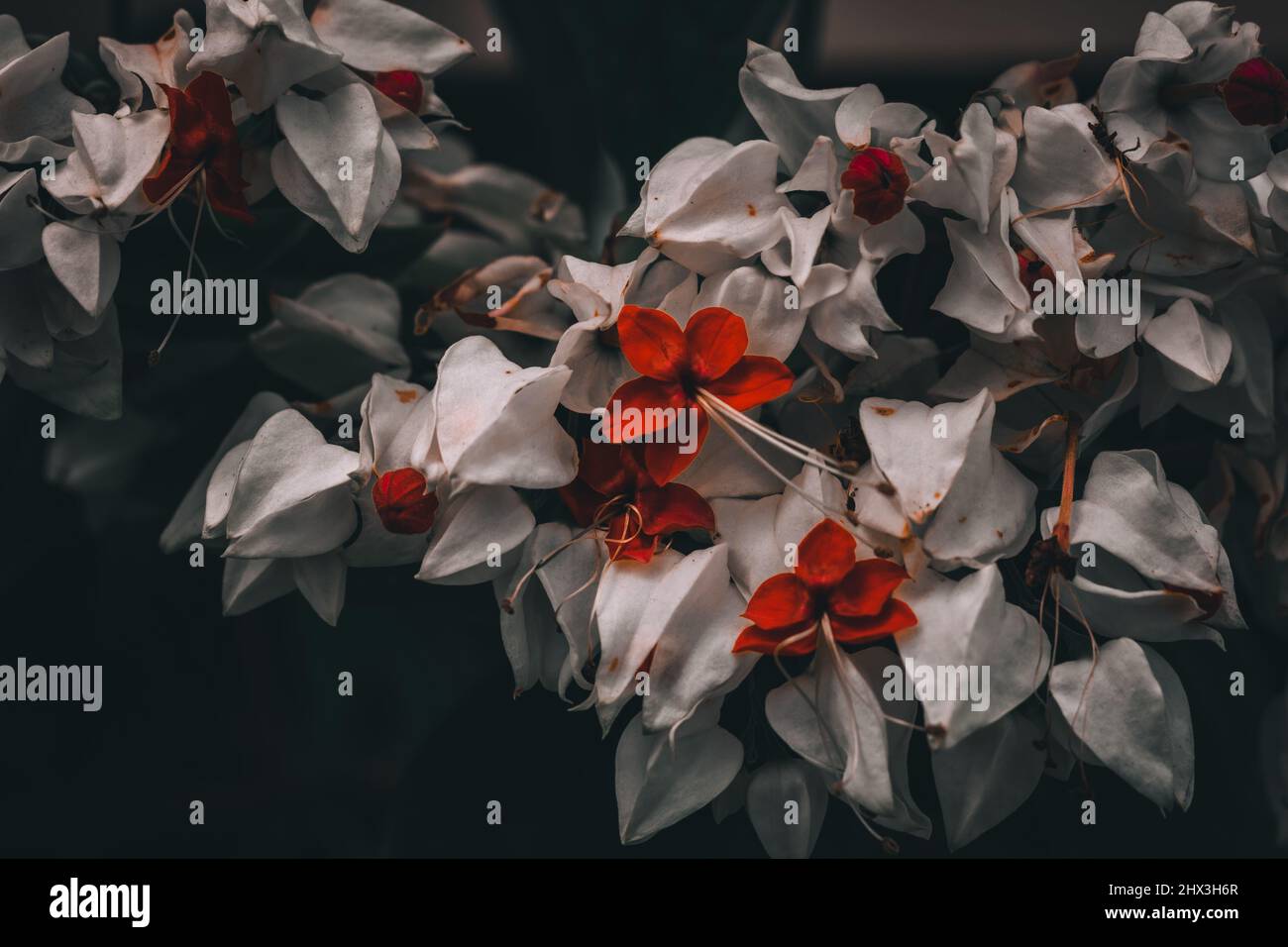 View of white bleeding heart vine plant clerodendrum thomsoniae ...