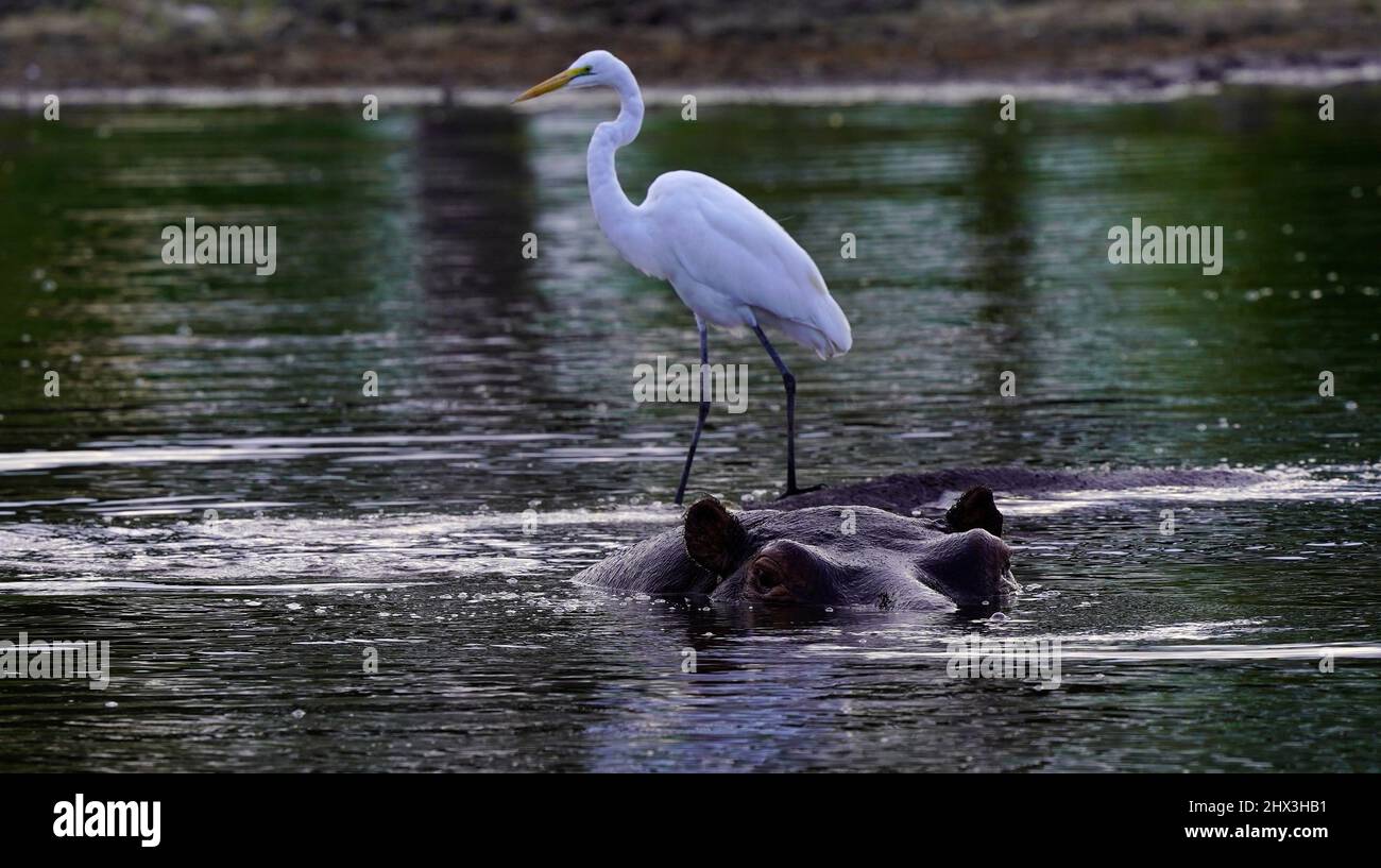 African birds can be stunning colours & the sounds of birdsong is ...