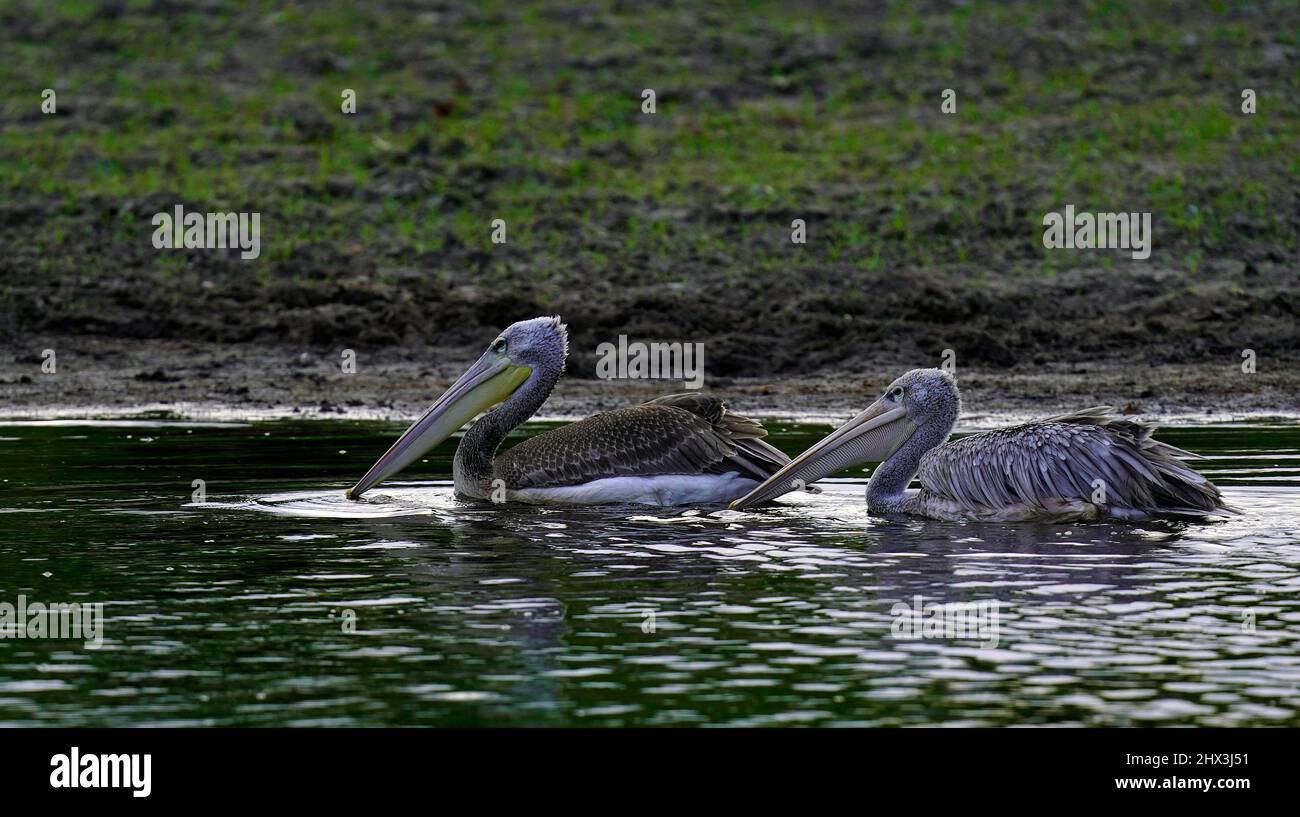 African birds can be stunning colours & the sounds of birdsong is ...