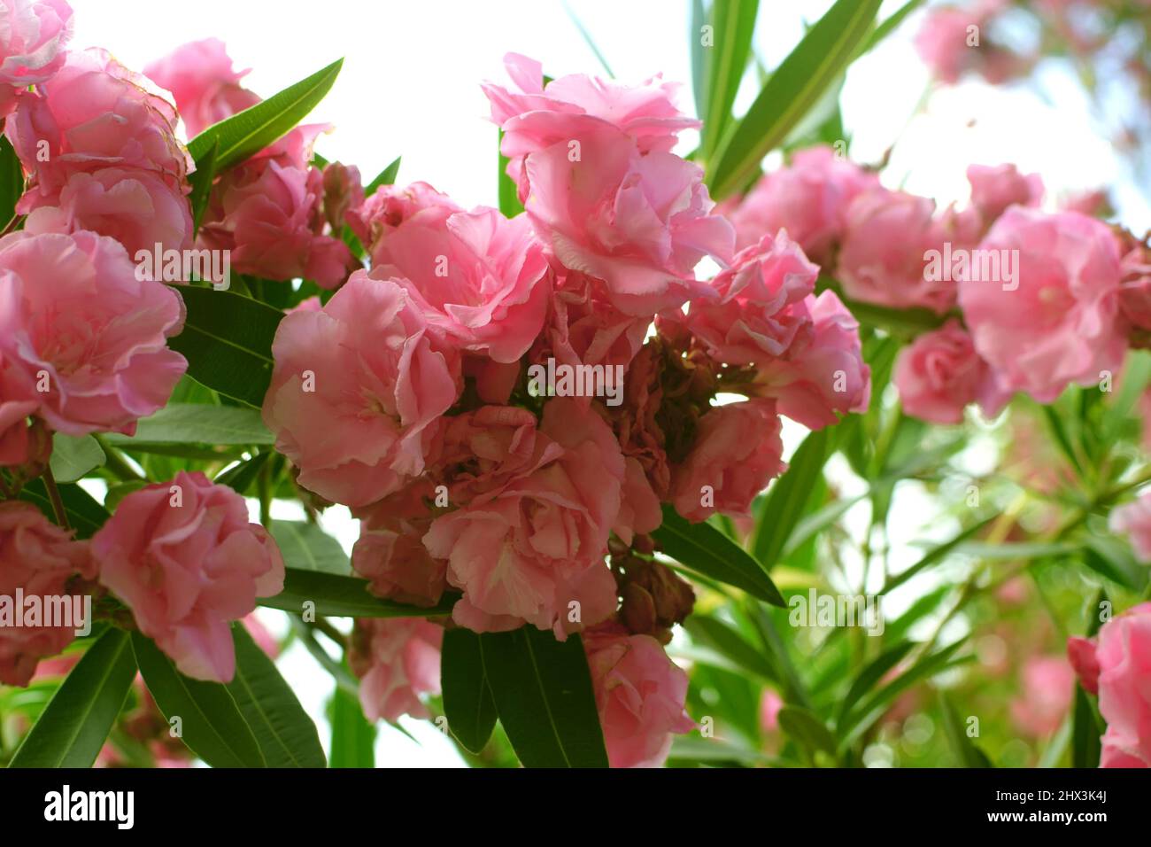 Nerium oleander in bloom, pink flowers and green leaves.Twig of ...