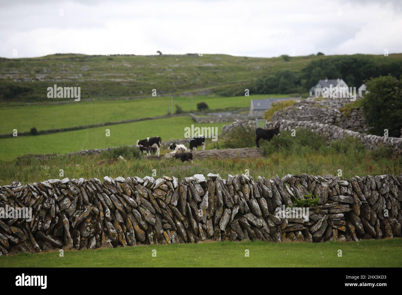 Irish stone wall in the West of Ireland Stock Photo - Alamy