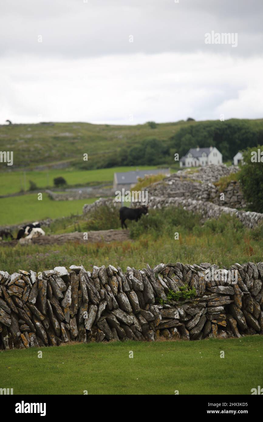 Irish stone wall in the West of Ireland Stock Photo - Alamy