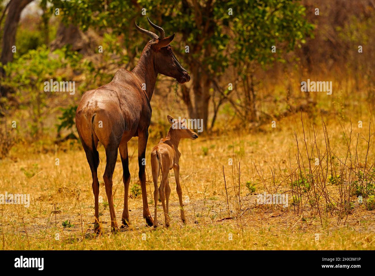 New born Tssessebe, the fastest antelope on the African plains African ...