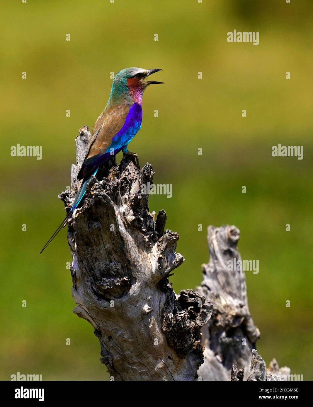African birds can be stunning colours & the sounds of birdsong is ...