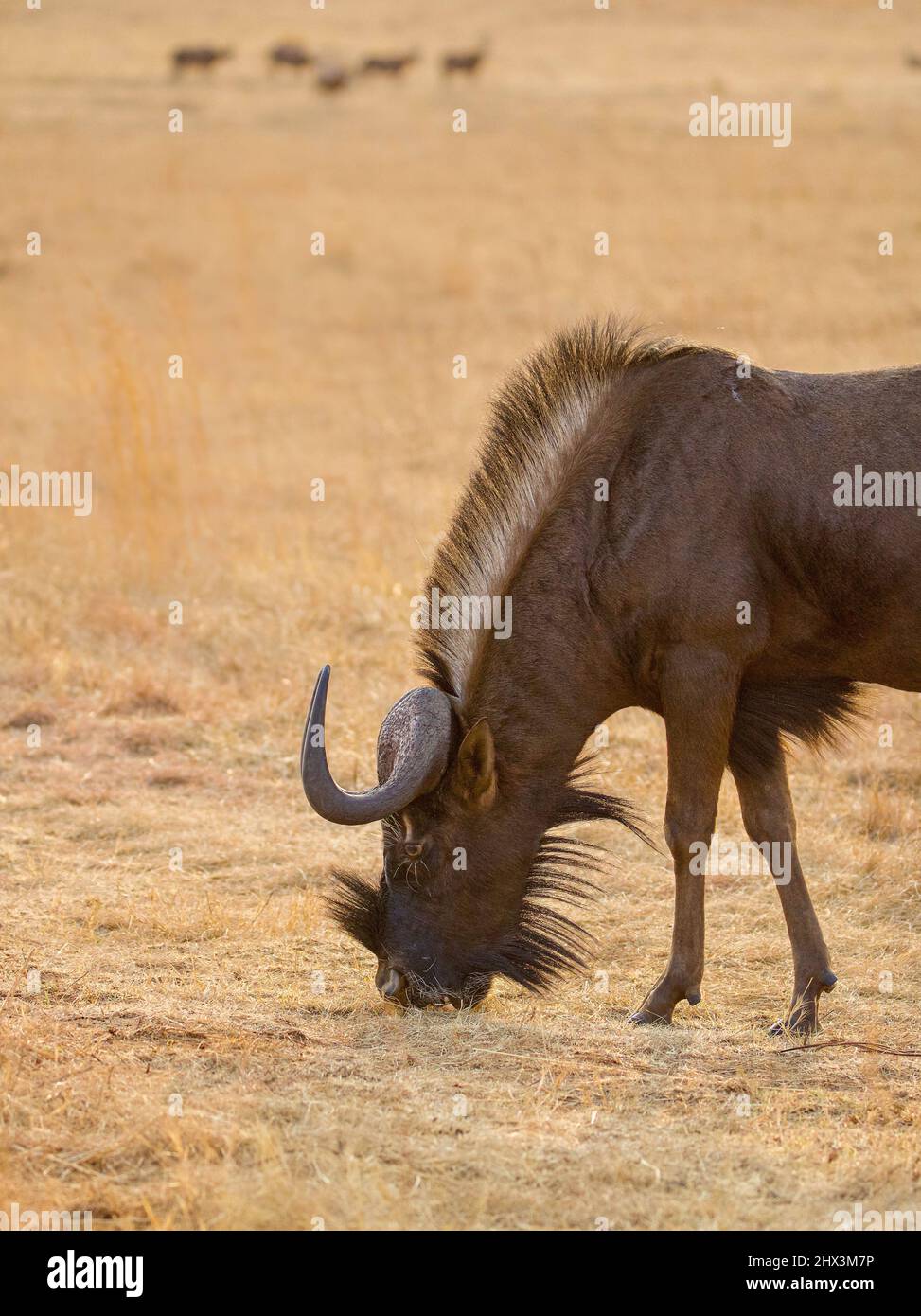 Black Wildebeest, Free State, South Africa Stock Photo - Alamy