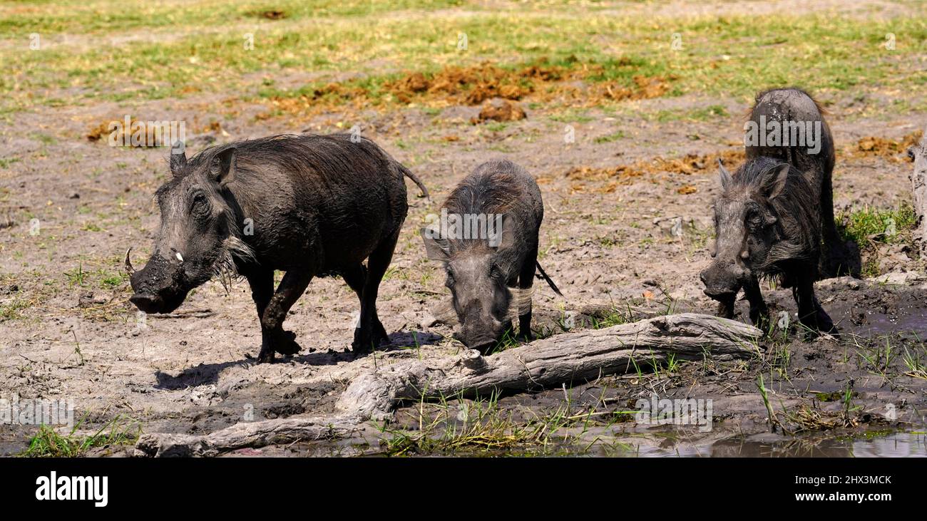 Botswana animals hog warthogs hi-res stock photography and images - Alamy