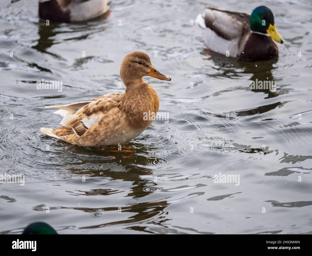 Yellow colored Mallard female Duck swims in the pond. Animal ...