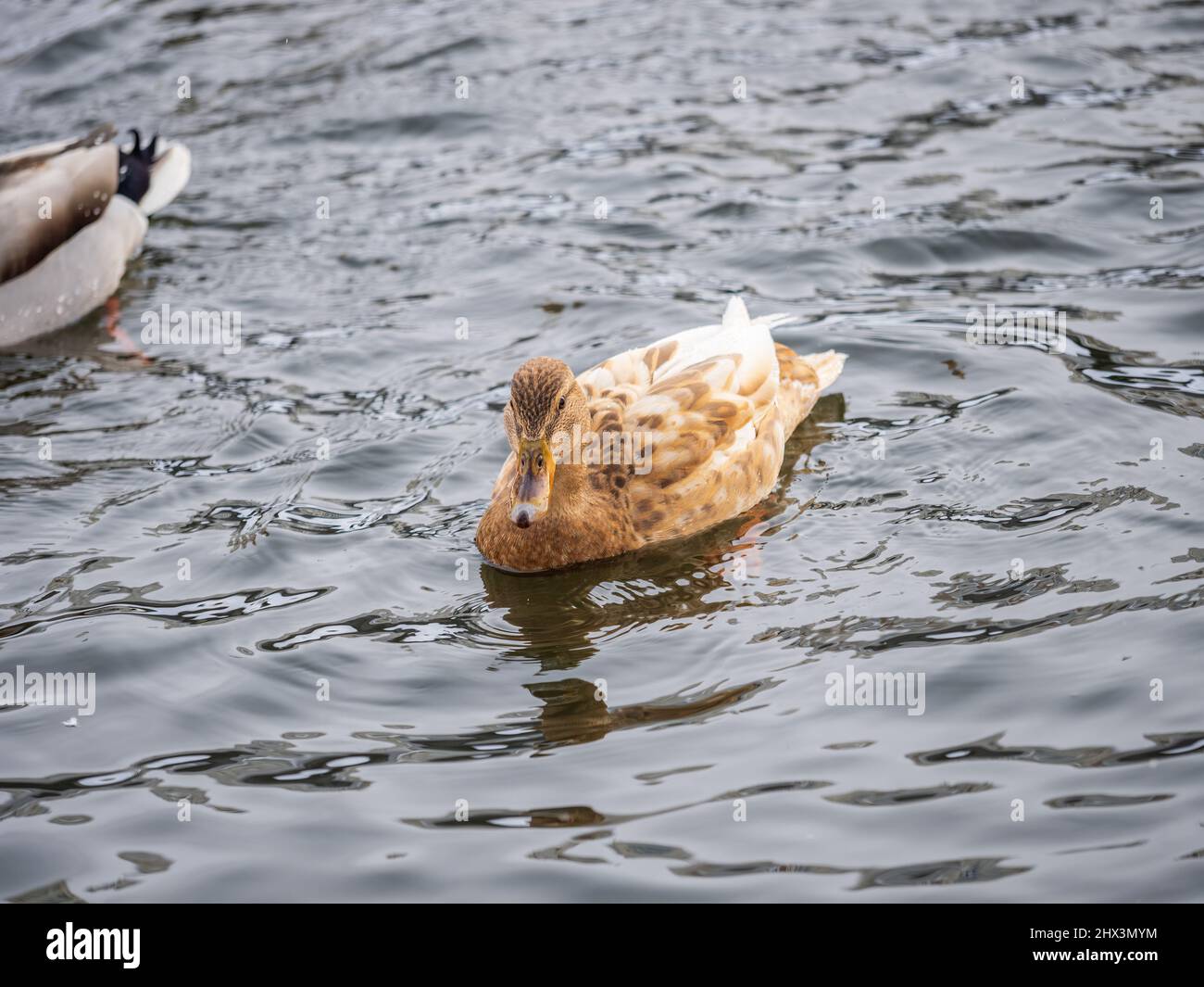 Yellow colored Mallard female Duck swims in the pond. Animal ...