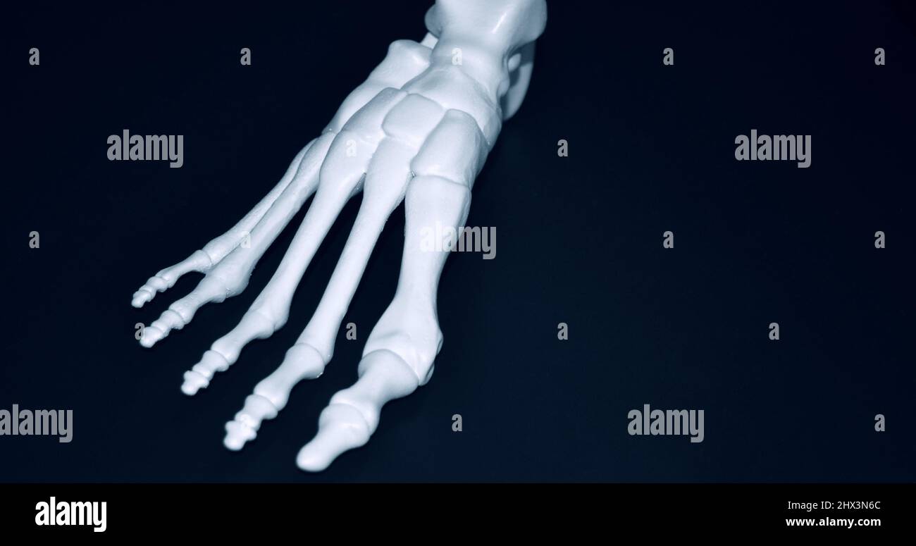 White prototype human foot skeleton hi-res stock photography and images ...