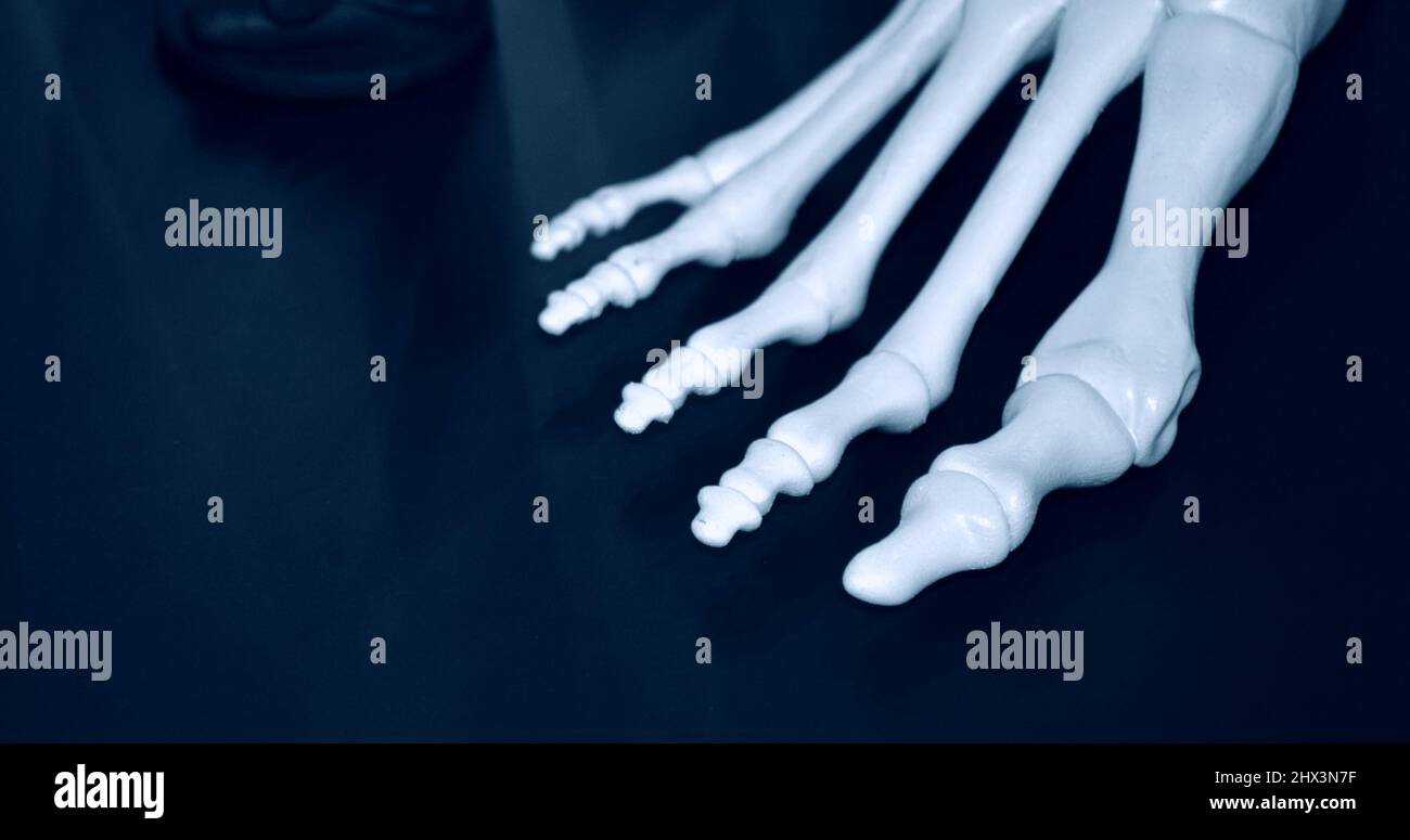White prototype human foot skeleton hi-res stock photography and images ...