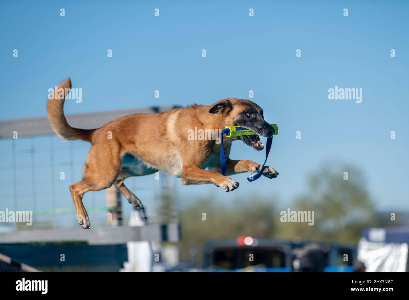 Belgian Malinois after jumping off a dock with a toy in his mouth Stock ...