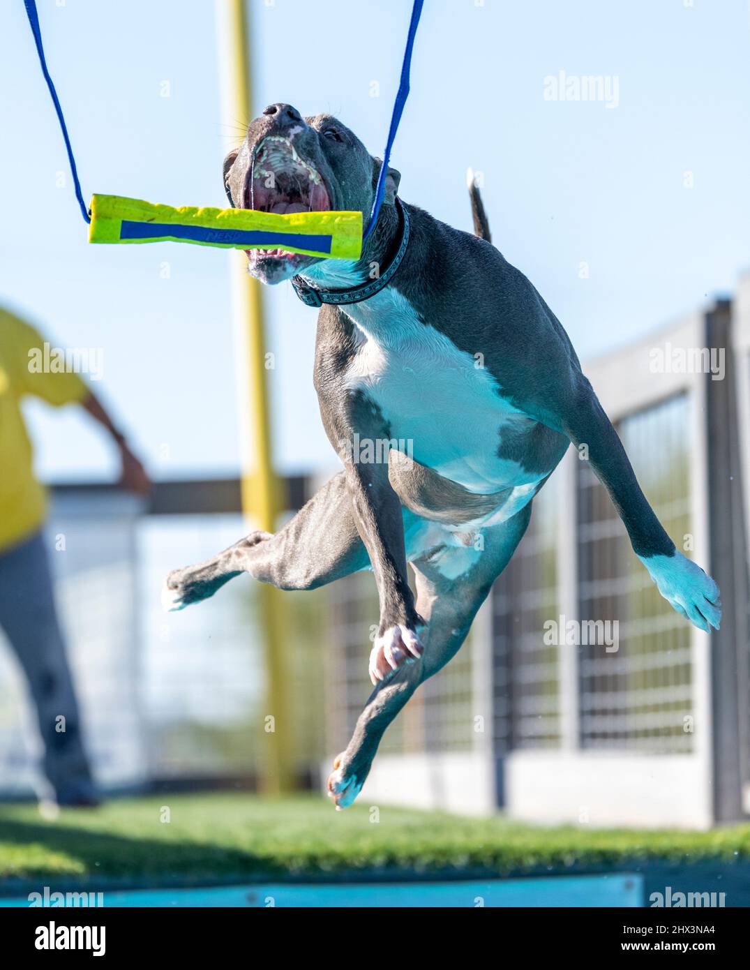 Grey American Staffordshire Terrier dog about to grab a toy while ...