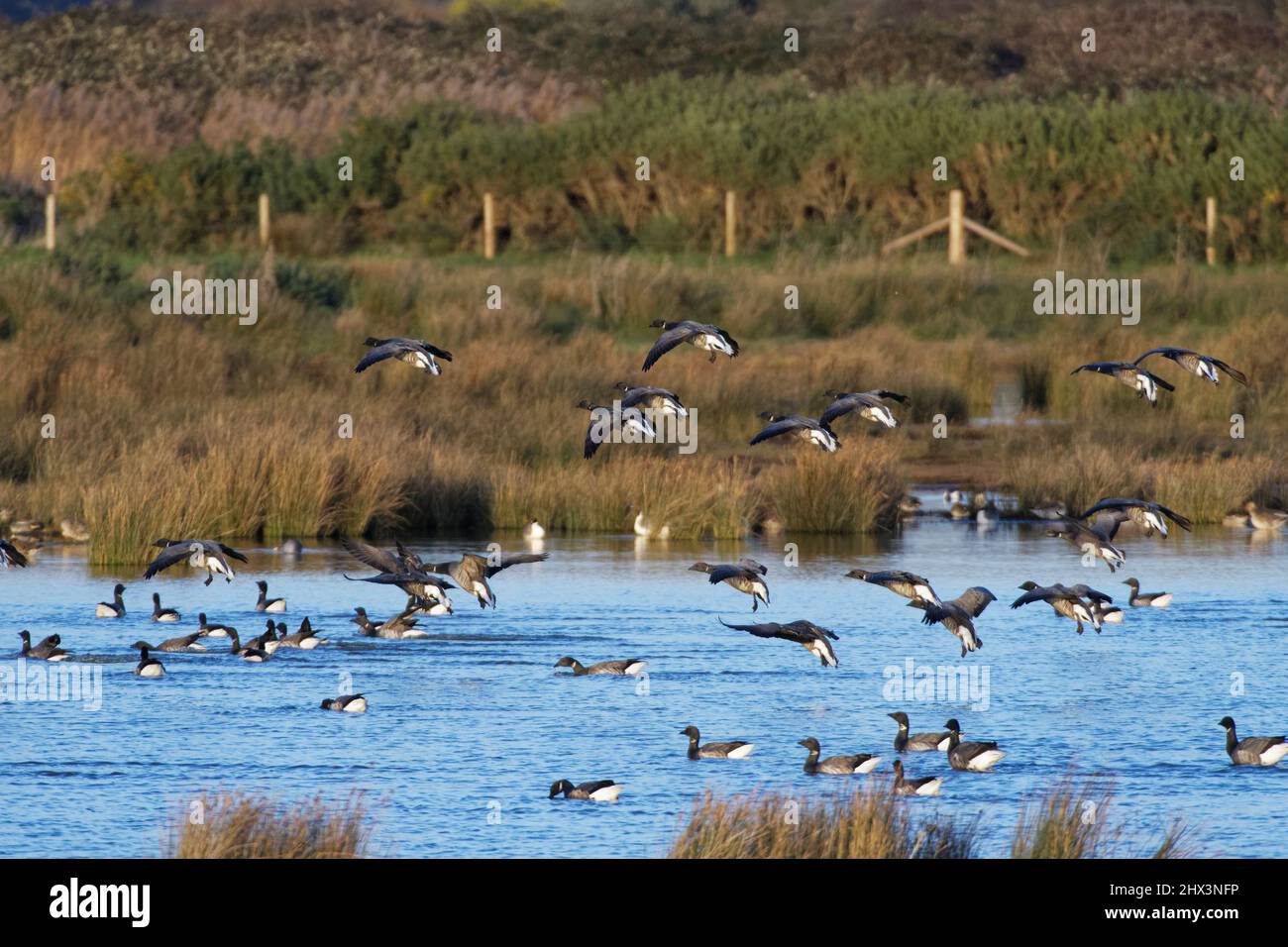 Brent goose (Branta bernicla) flock landing to join others swimming on ...