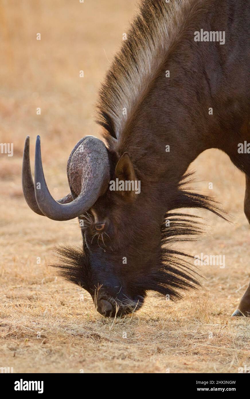 Black Wildebeest, Free State, South Africa Stock Photo - Alamy