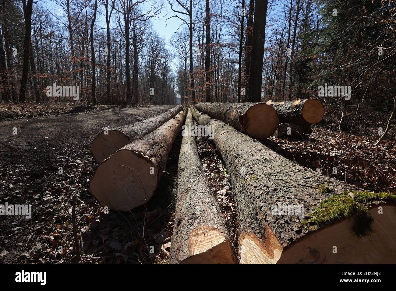 Felled trees along the road to the forest Stock Photo - Alamy