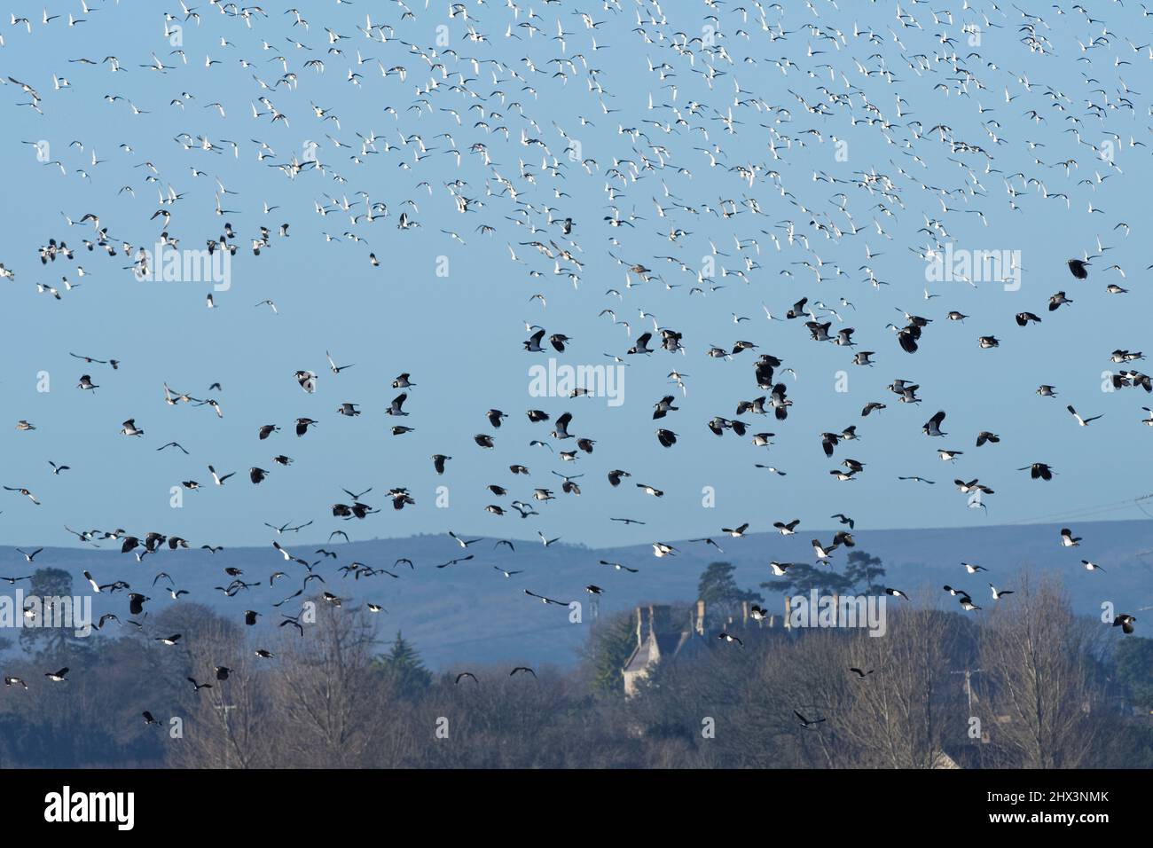 Lapwing (Vanellus vanellus) and Golden plover (Apricarius pluvialis ...