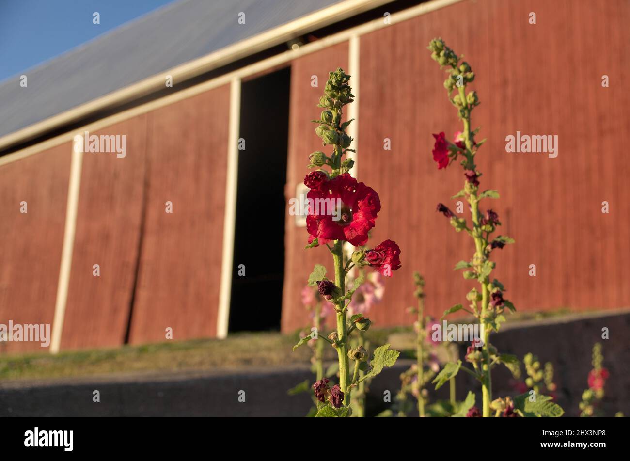 Red Hollyhocks Growing in front of Red Barn at Sunset Stock Photo - Alamy