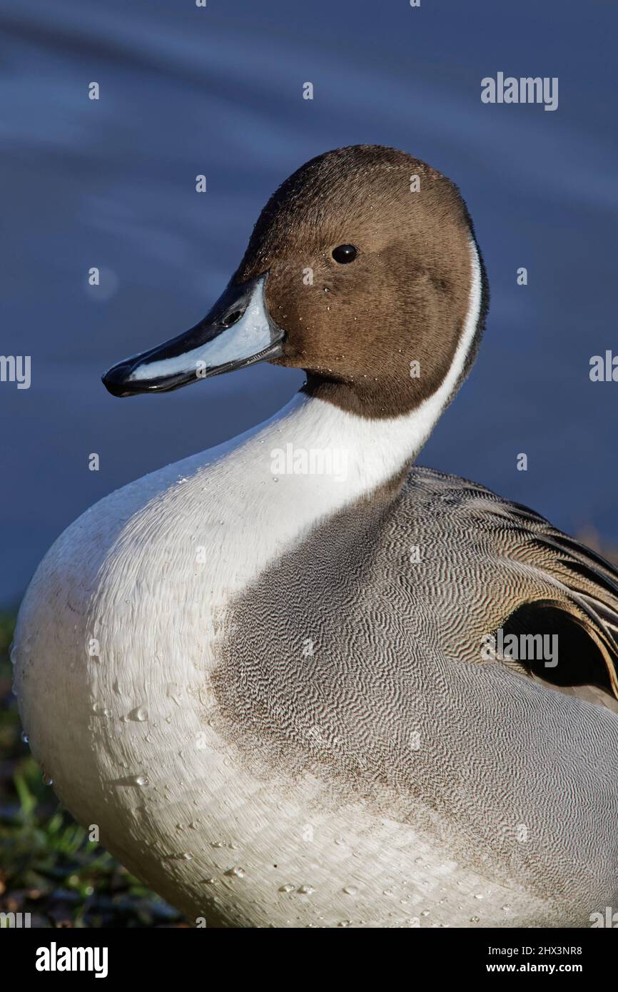 Northern pintail (Anas acuta) drake head close up as it stands on the ...