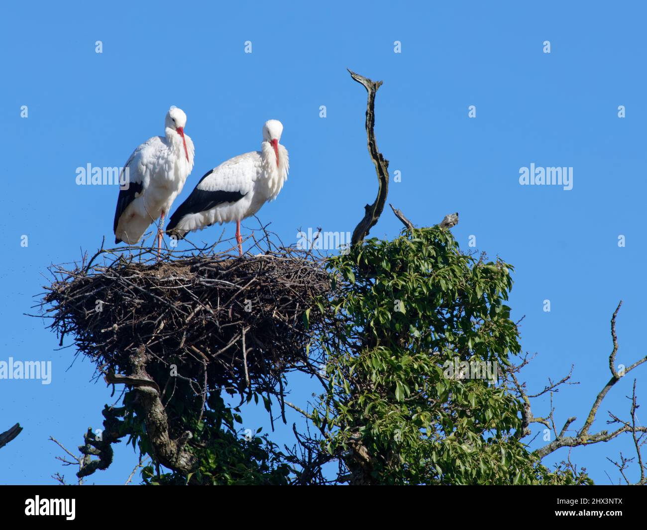 Uk knepp castle estate white stork hi-res stock photography and images ...
