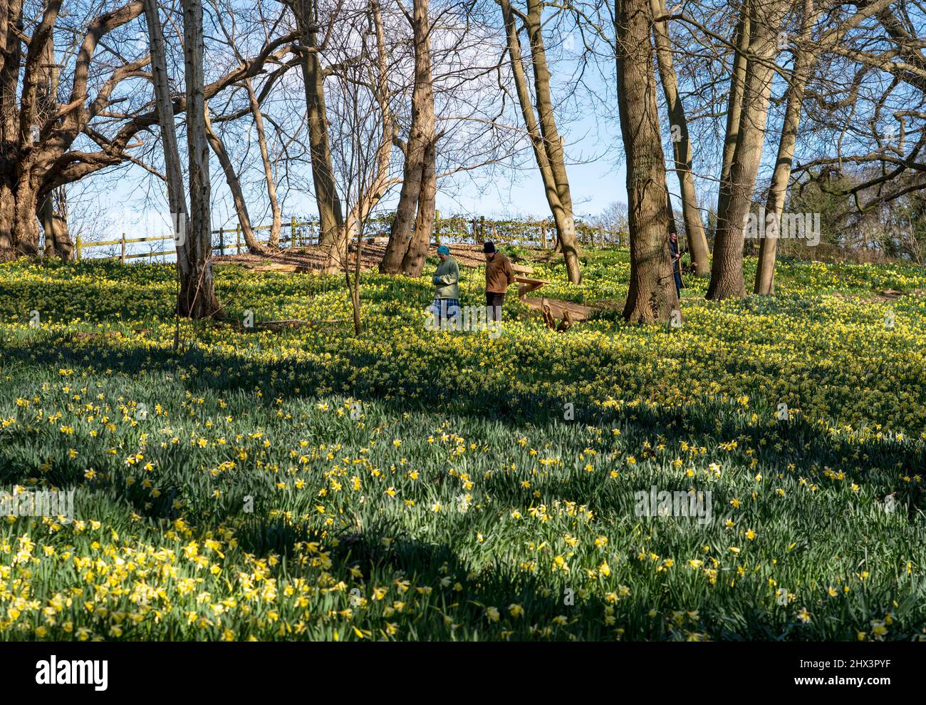 Blooming spring flowers including a sea of thousands of daffodils at ...