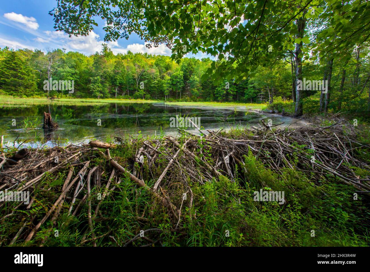 A North American Beaver dam built along a small stream in Pennsylvania ...