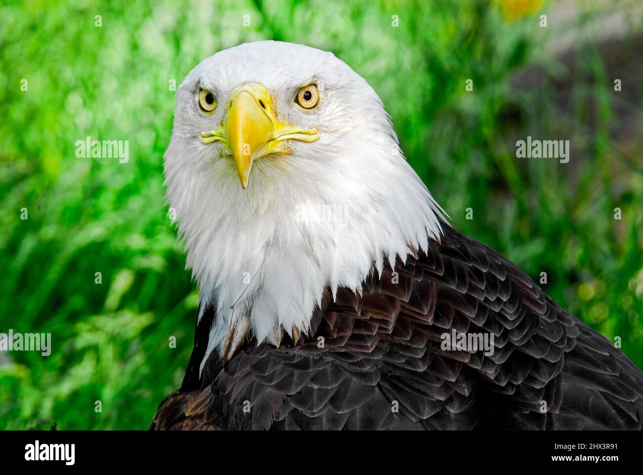 Head shot of a beautiful mature bald eagle Stock Photo - Alamy