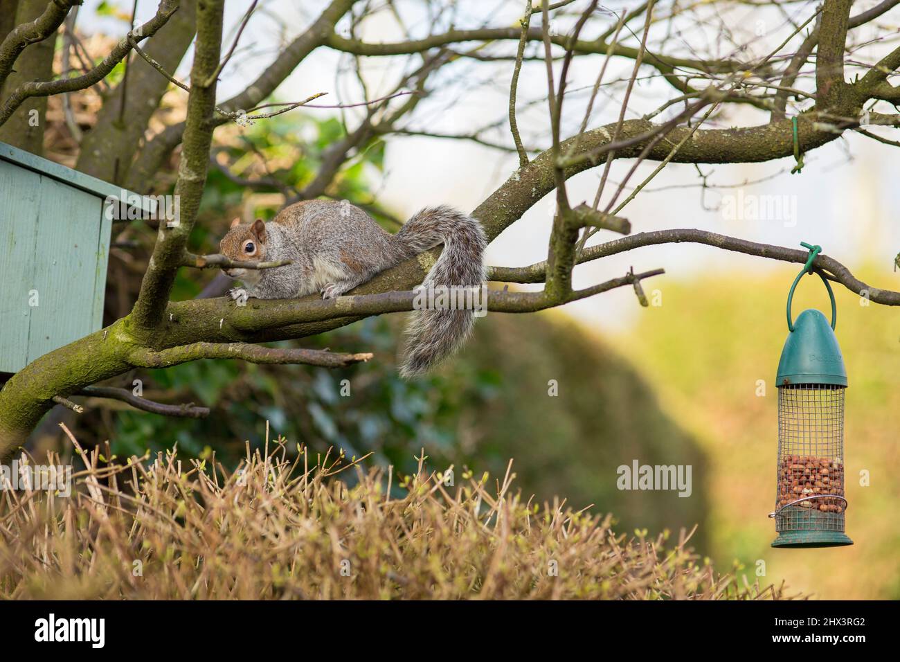 Grey squirrels nest hi-res stock photography and images - Alamy