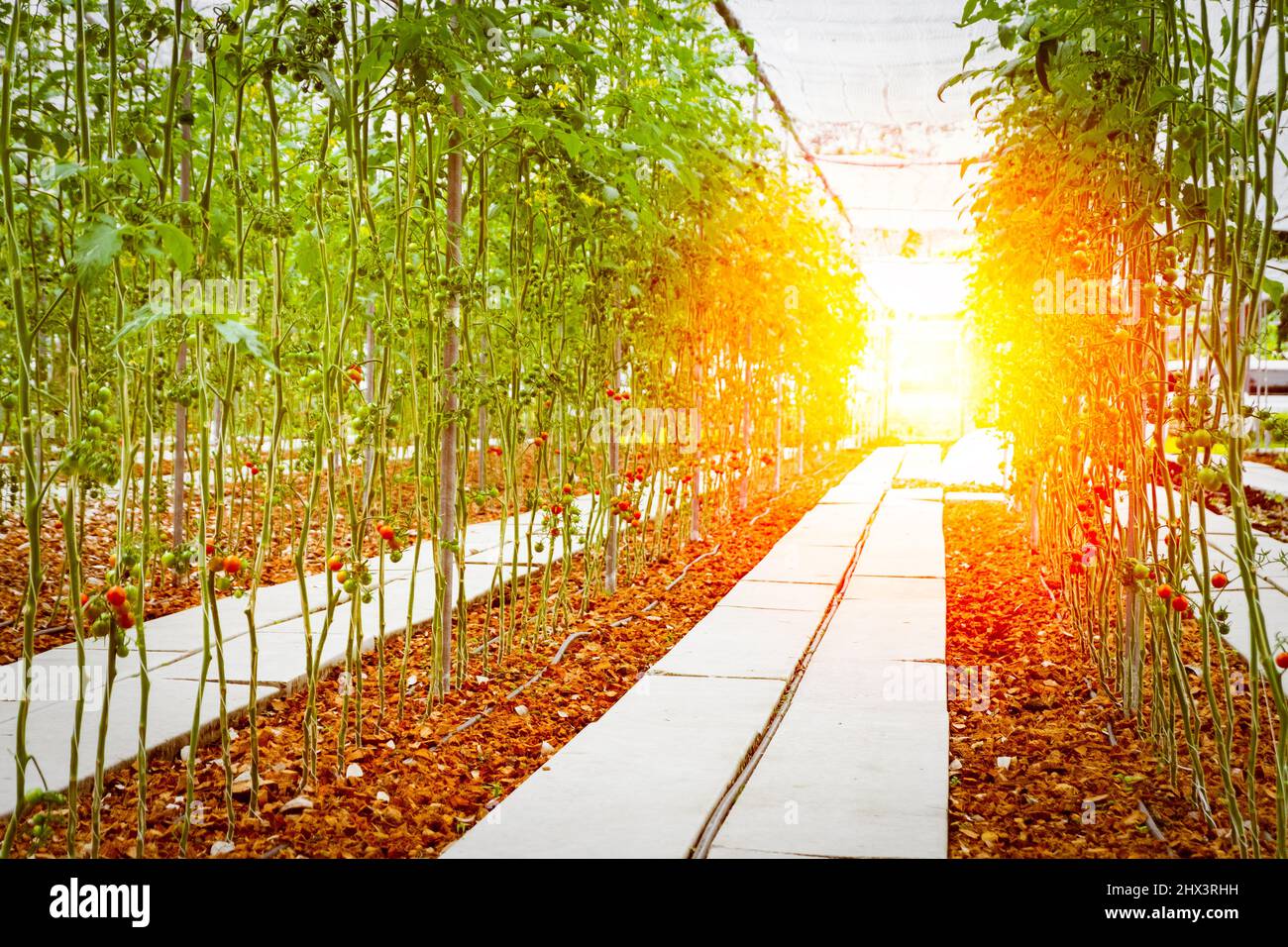 Growing tomatoes in the organic farm. Tomato trees in a greenhouse ...