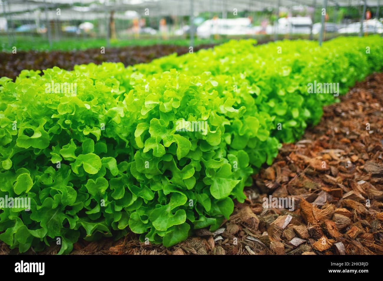 Green lettuce growing in hi-res stock photography and images - Alamy