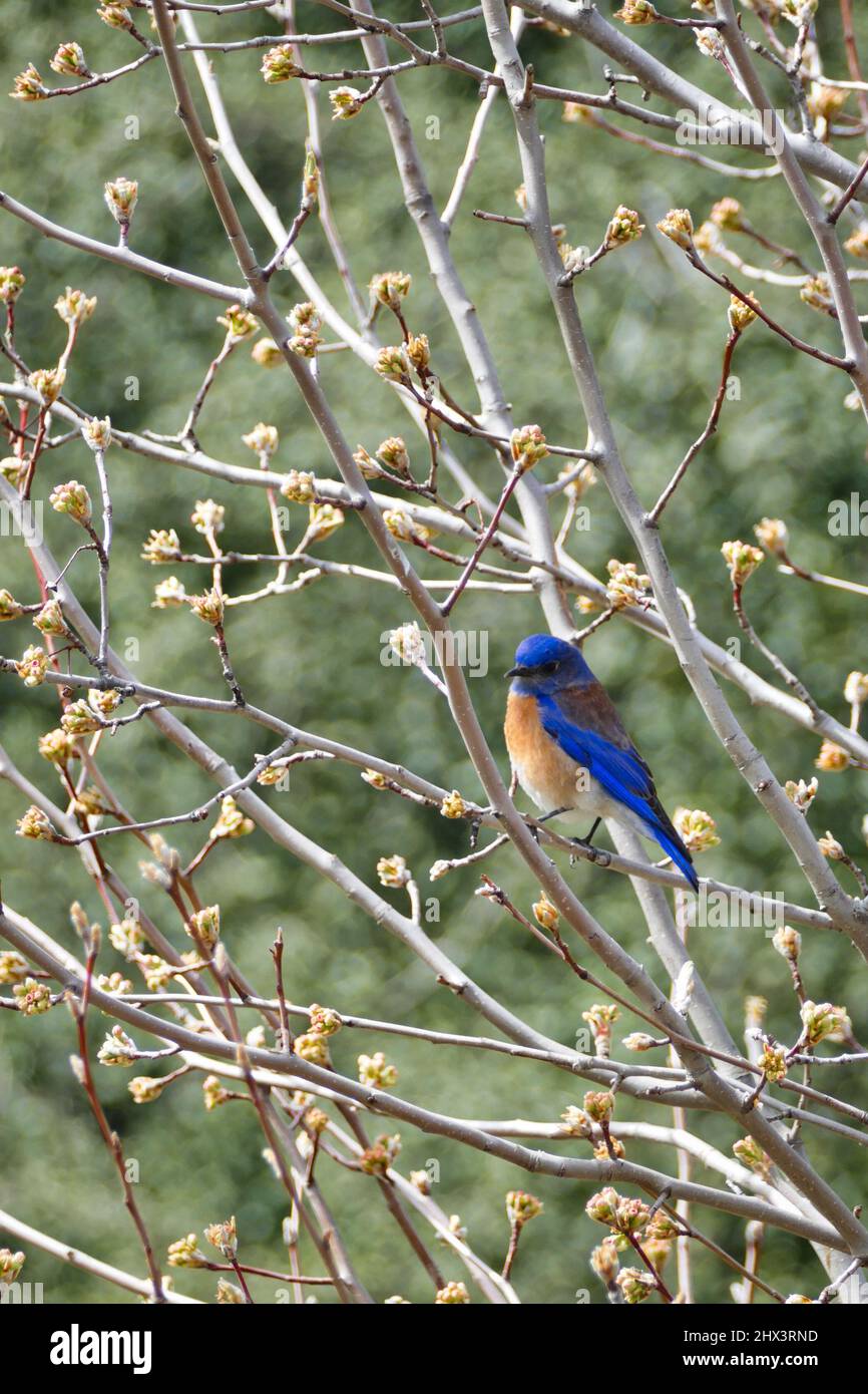 A western bluebird (Sialia mexicana), a small North American thrush, in ...