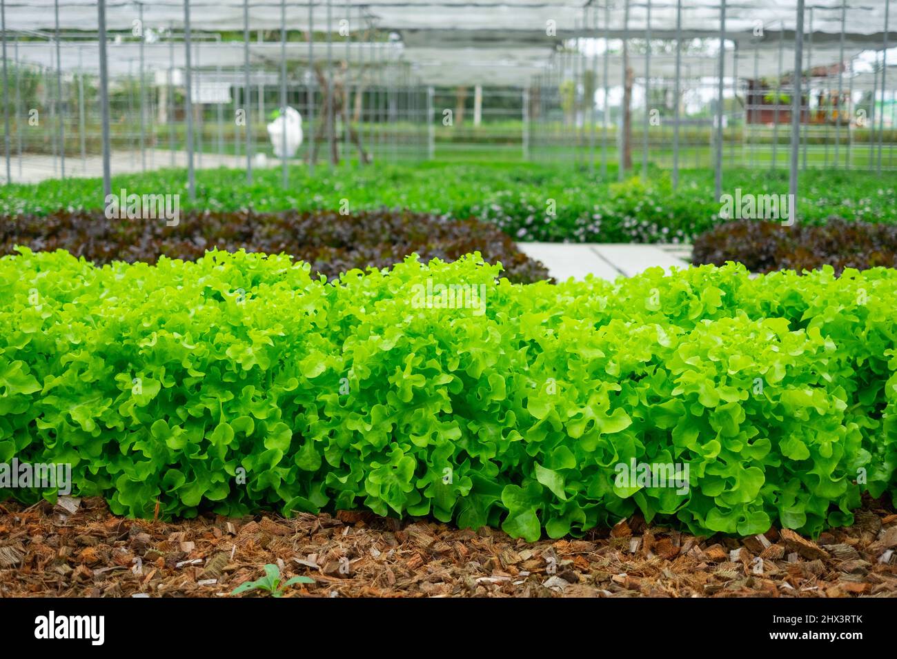 Fresh green lettuce growing in the organic farm Stock Photo - Alamy