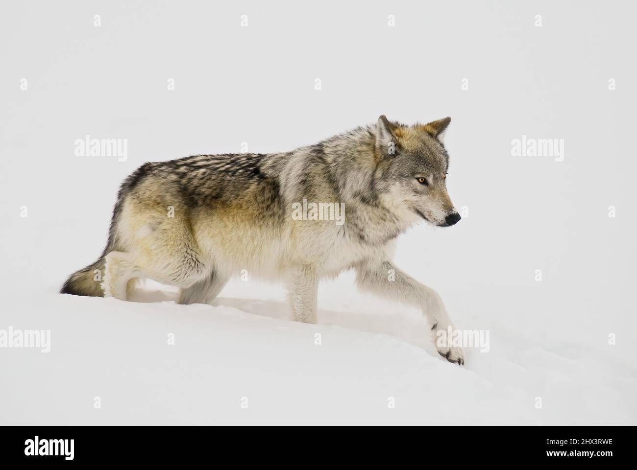 A beautiful lone grey wolf in Yellowstone on the prowl through the deep ...