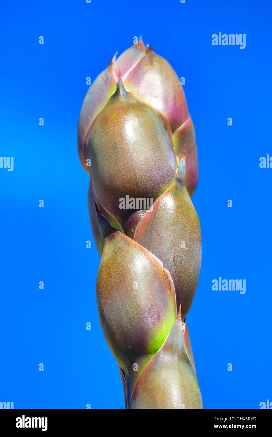 Flower buds of the desert agave, also called mescal or century plant ...