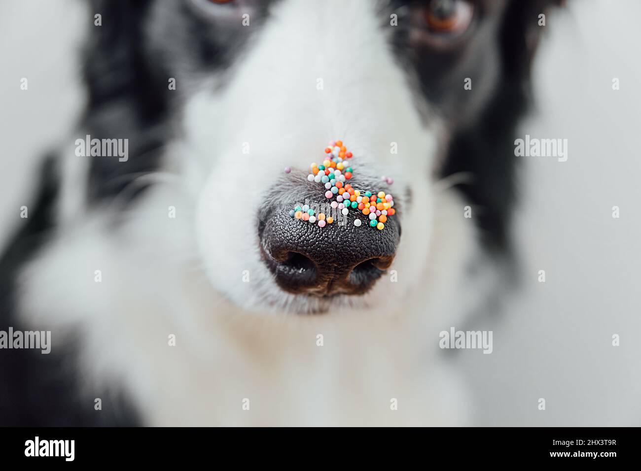 Happy Easter concept. Preparation for holiday. Cute puppy dog border ...