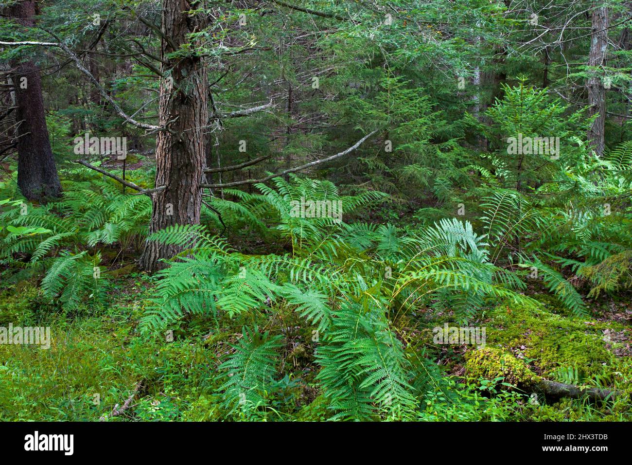A northern coniferous wetland swamp forest with ferns and moss in ...