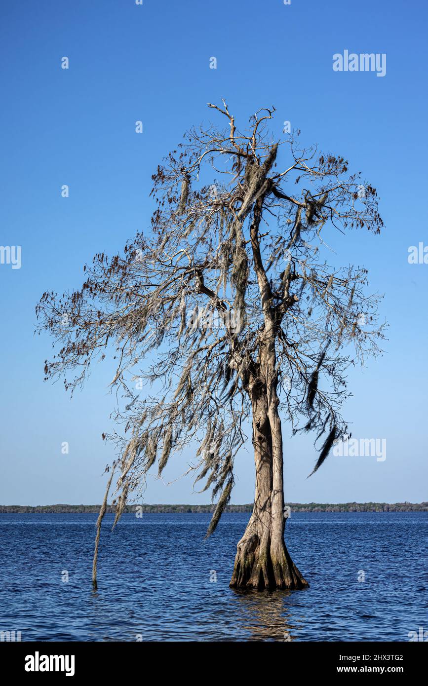 Blue Cypress Tree Stock Photo - Alamy