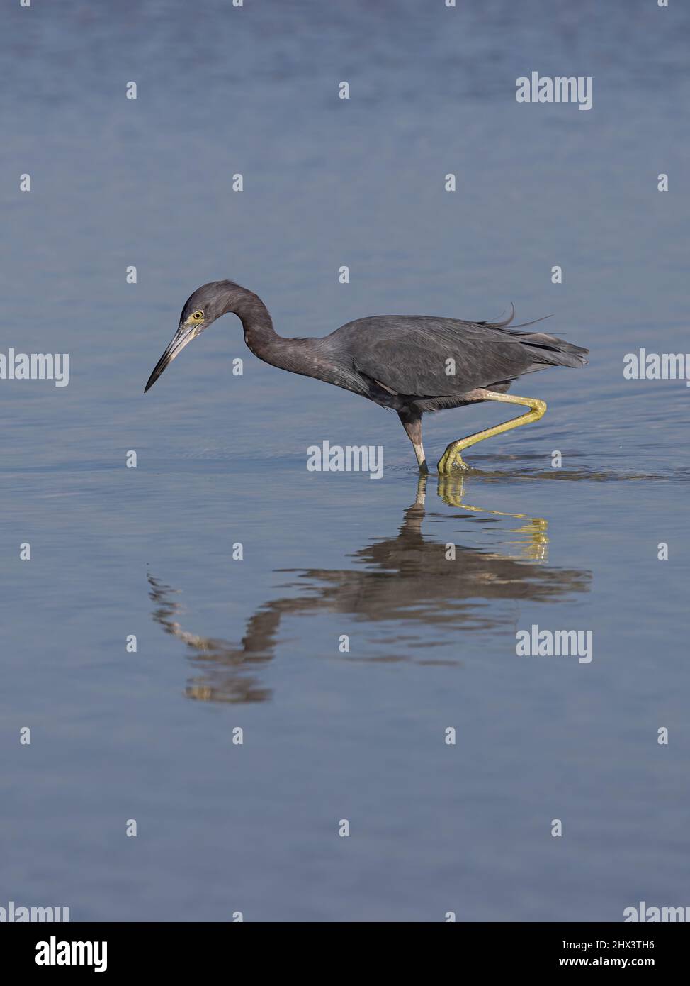 Little Blue Heron Stock Photo - Alamy