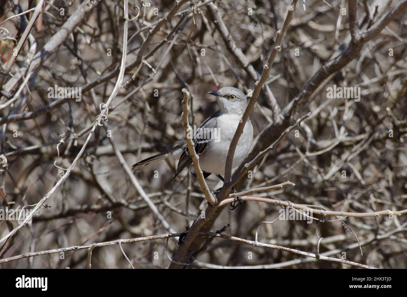 Northern Mockingbird, Mimus polyglottos Stock Photo - Alamy