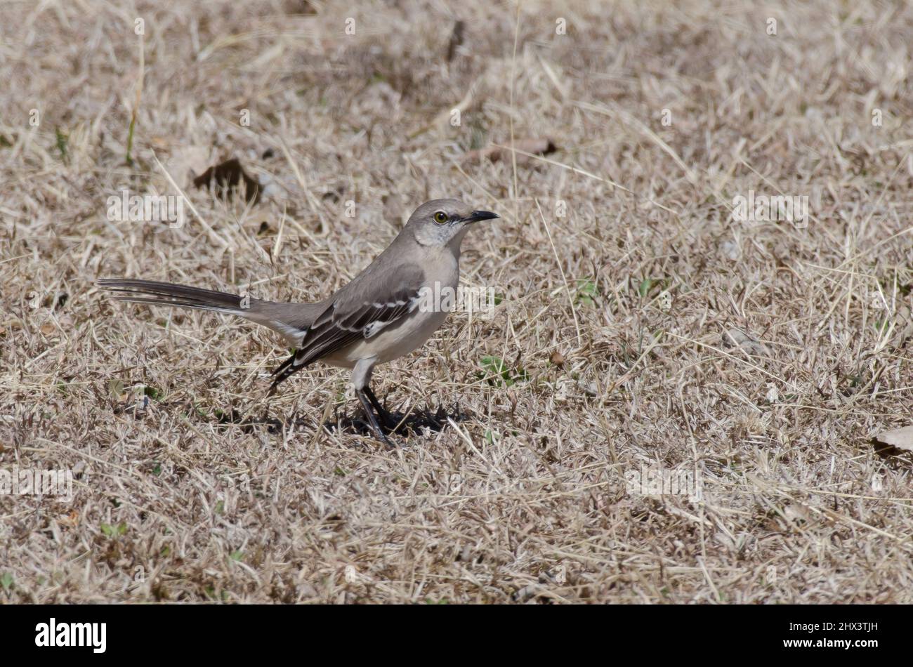 Northern Mockingbird, Mimus polyglottos Stock Photo - Alamy