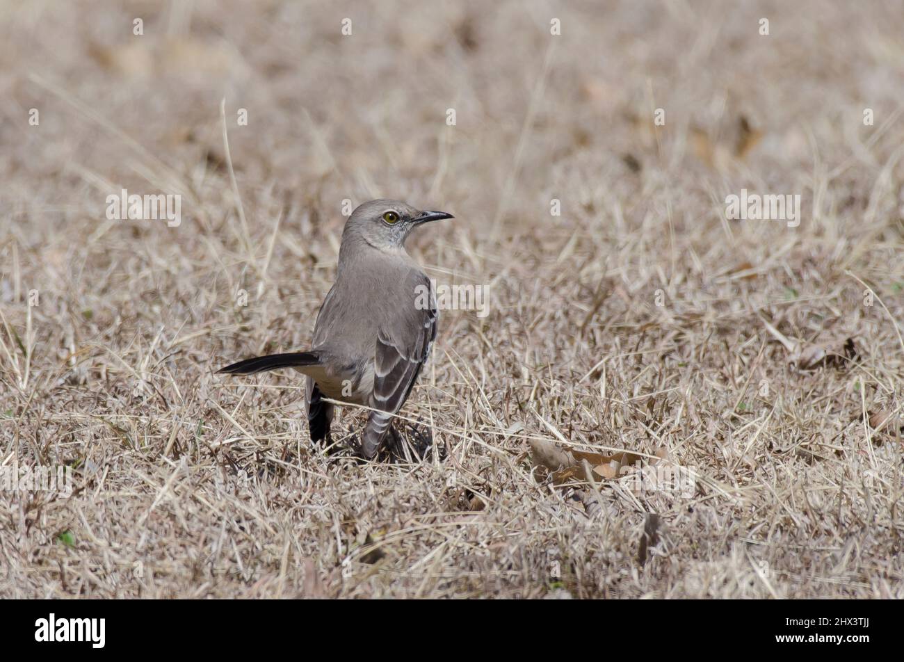 Northern Mockingbird, Mimus polyglottos Stock Photo - Alamy