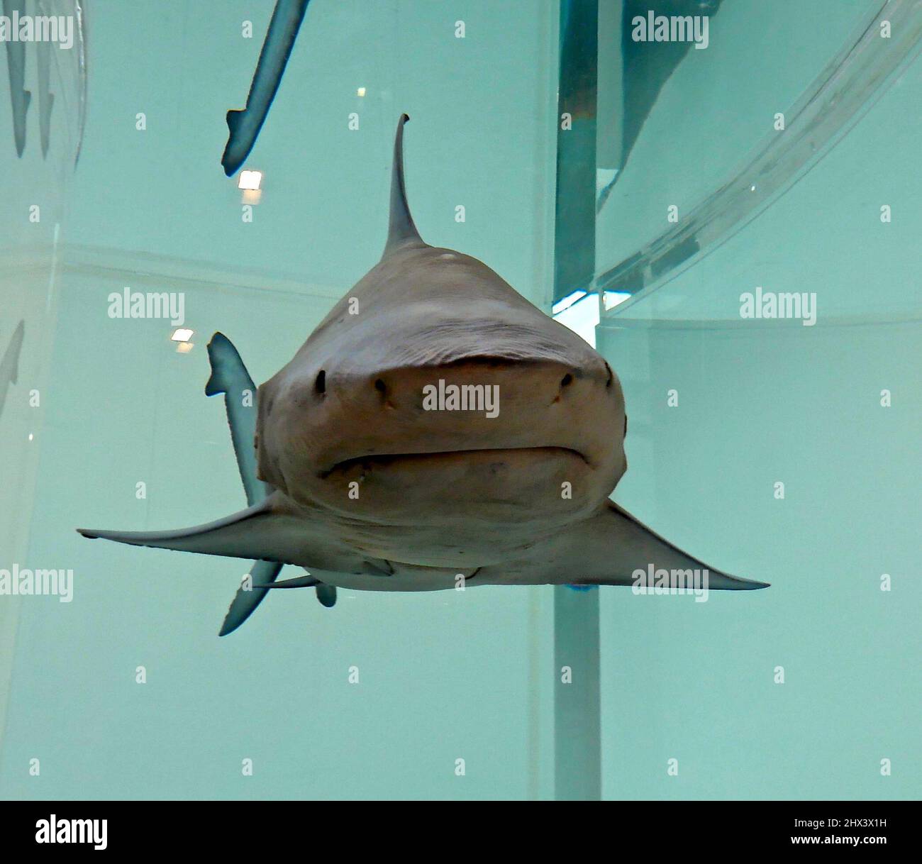 Damien hirst formaldehyde sculptures hi-res stock photography and ...