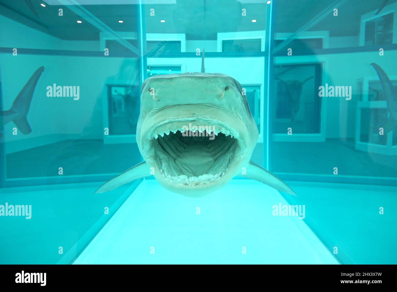 Damien hirst shark hi-res stock photography and images - Alamy