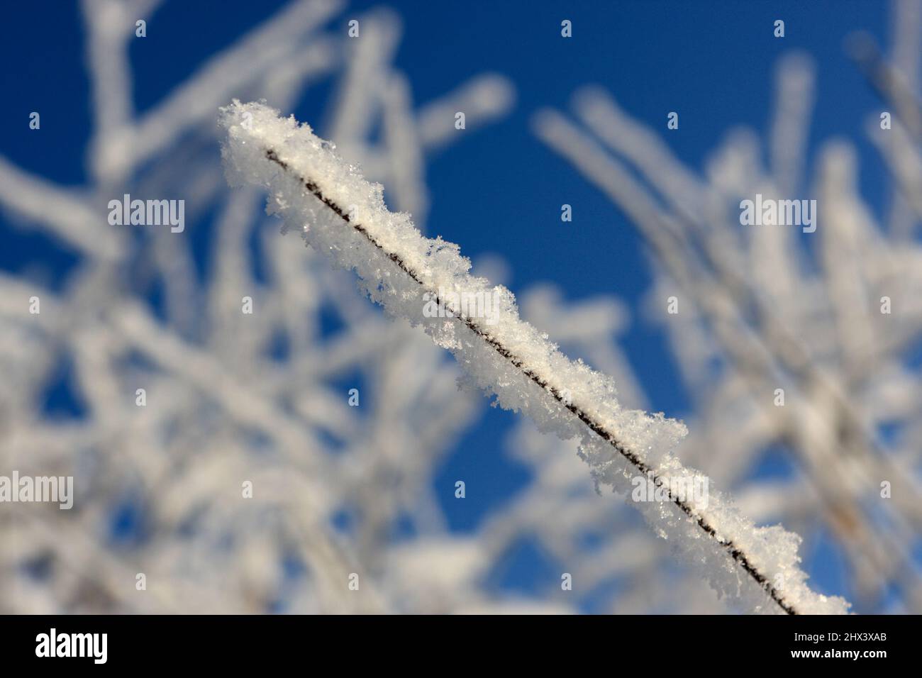 The frost plant in a winter park Stock Photo - Alamy