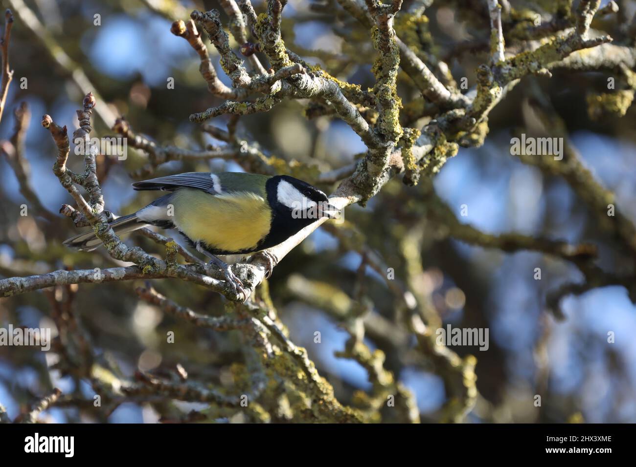 The titmouse sits high in a tree and sings Stock Photo - Alamy